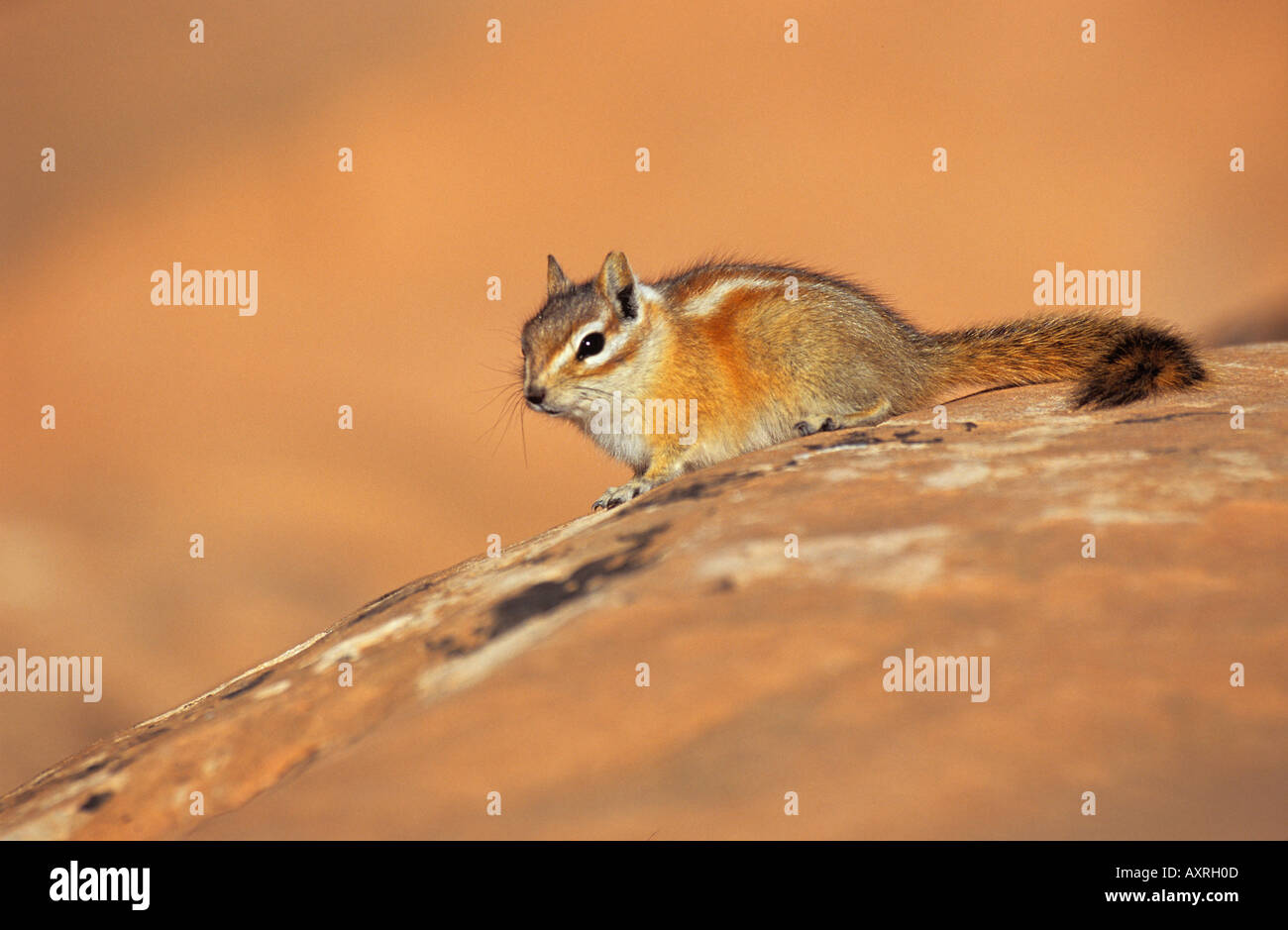 Colorado Chipmunk - sitting on rock / Tamias Quadrivittatus Stock Photo ...