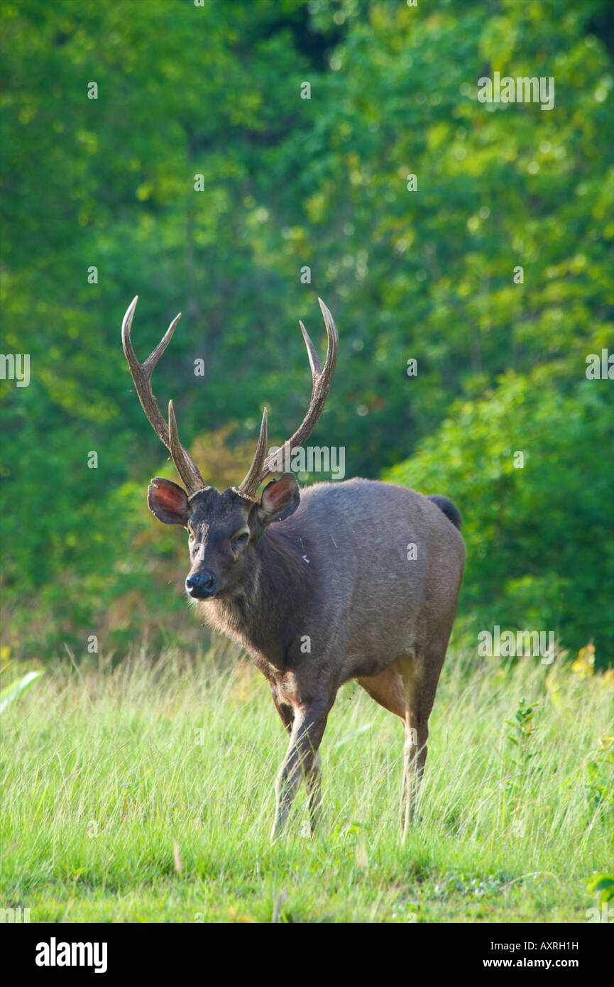 Wild male Sambar Cervus unicolor with full antlers at Khao Yai National ...