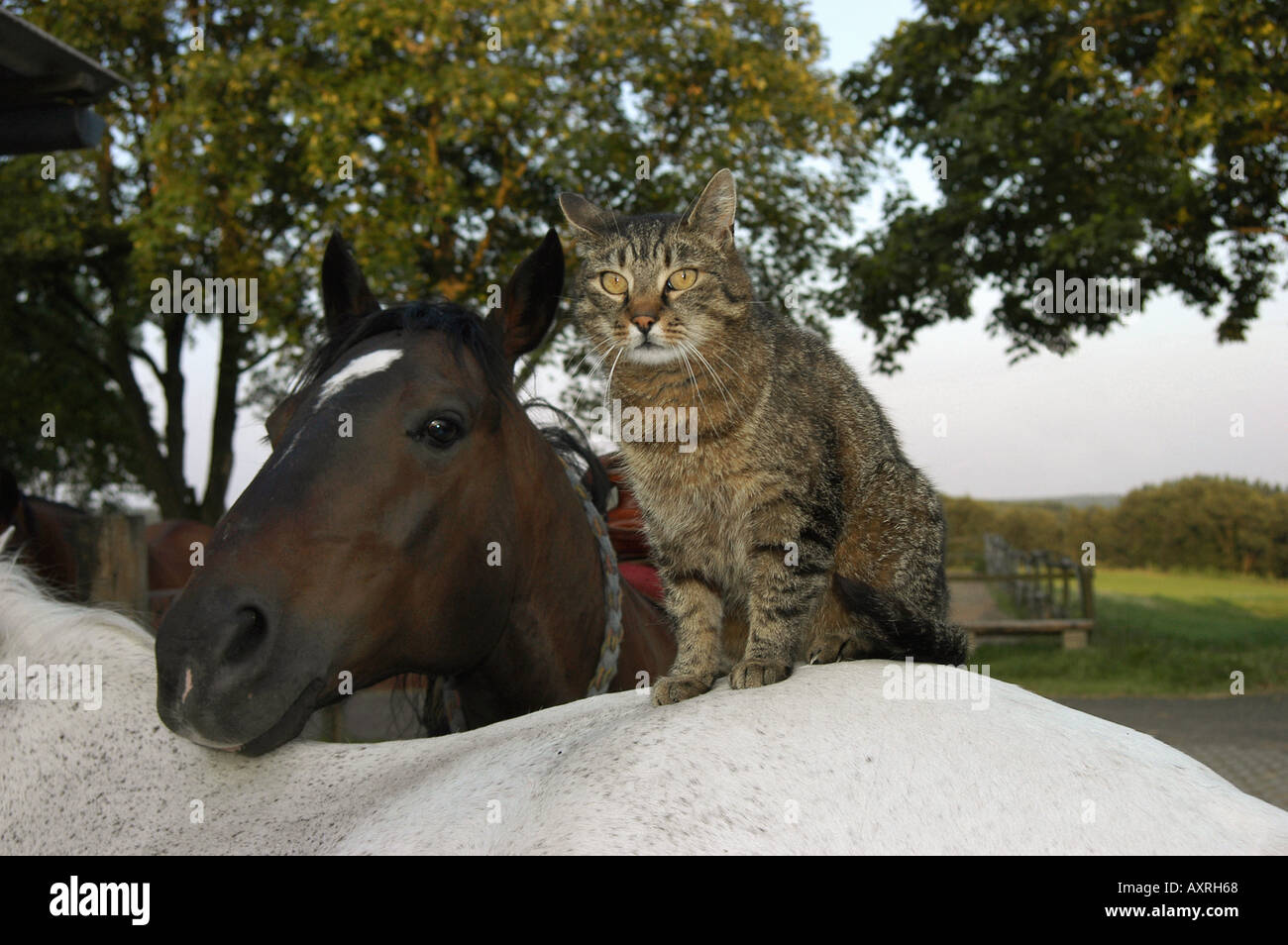 Cat and horse friends hi-res stock photography and images - Alamy