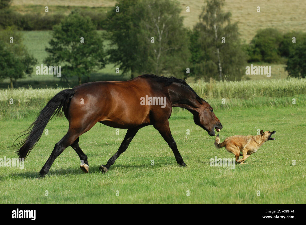 Warm-blooded horse chasing dog Stock Photo - Alamy