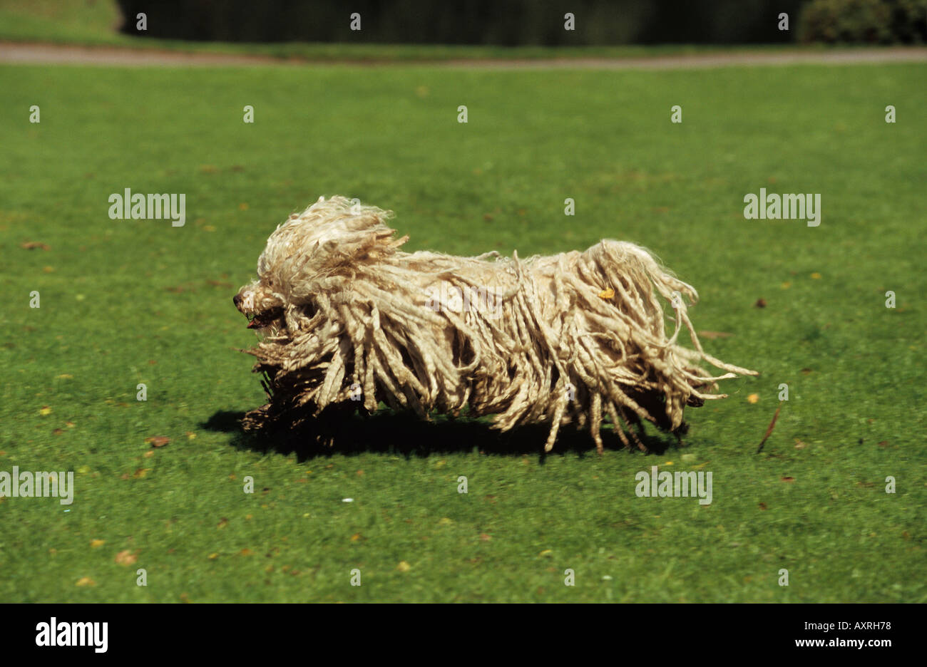 Hungarian Pulis High Resolution Stock Photography and Images - Alamy