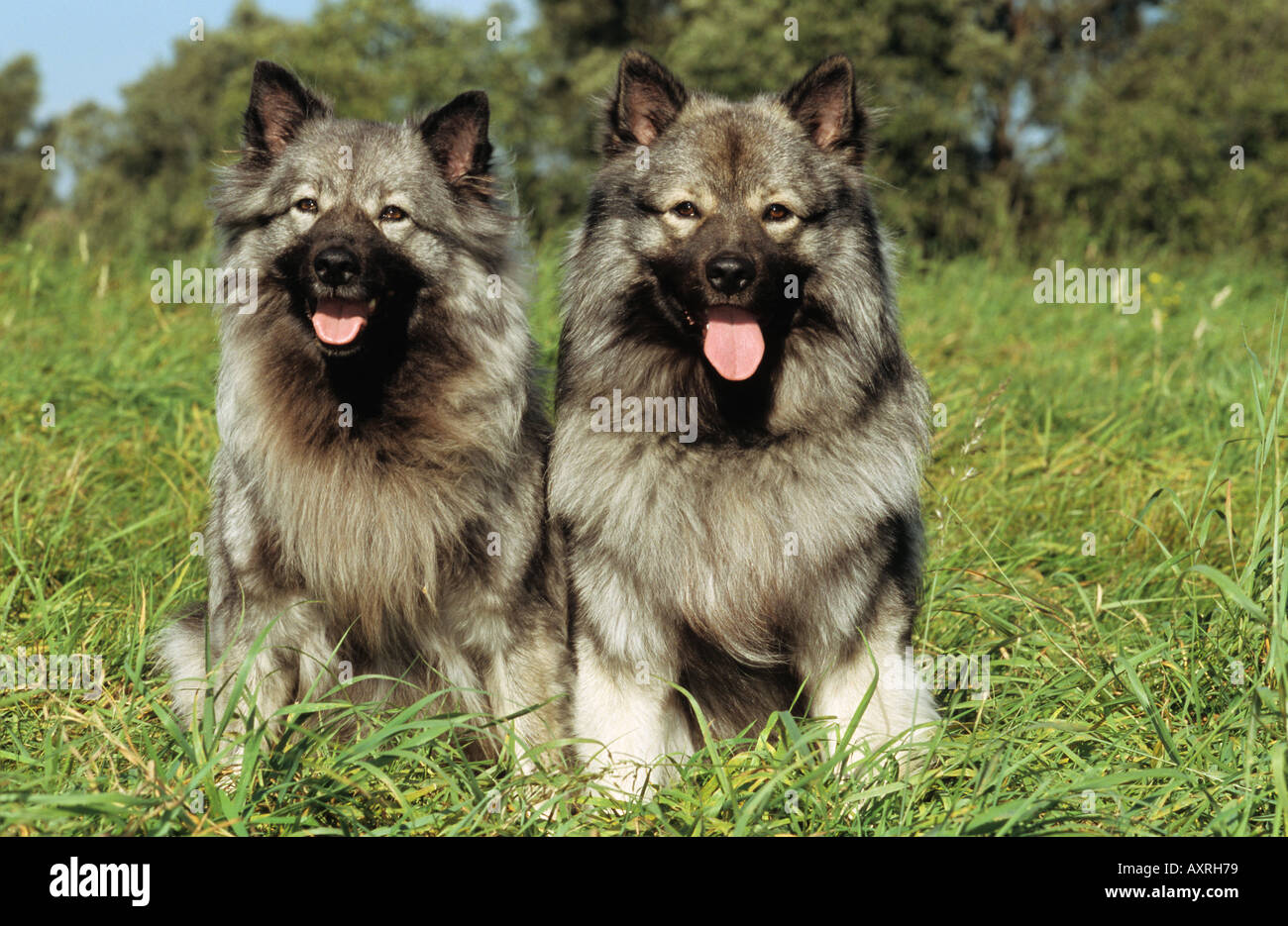 Sitting keeshond hi-res stock photography and images - Alamy