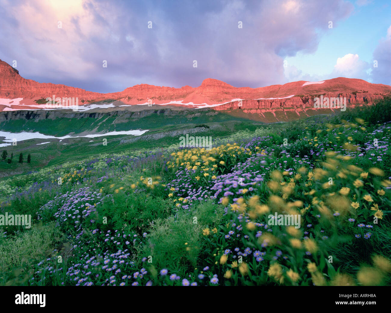 Utah fleabane hi-res stock photography and images - Alamy