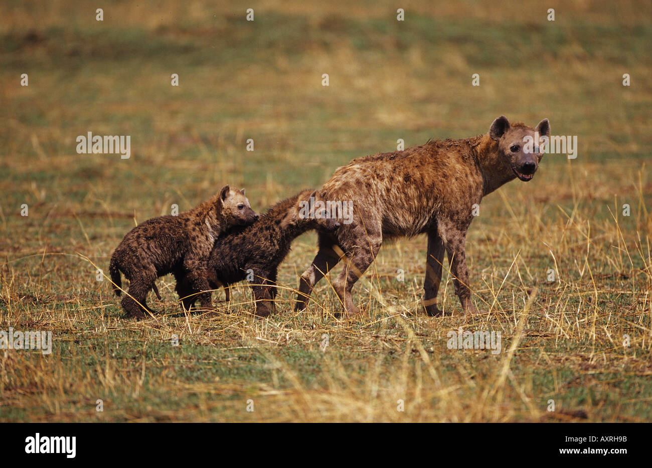 spotted hyena with two cubs / Crocuta crocuta Stock Photo - Alamy