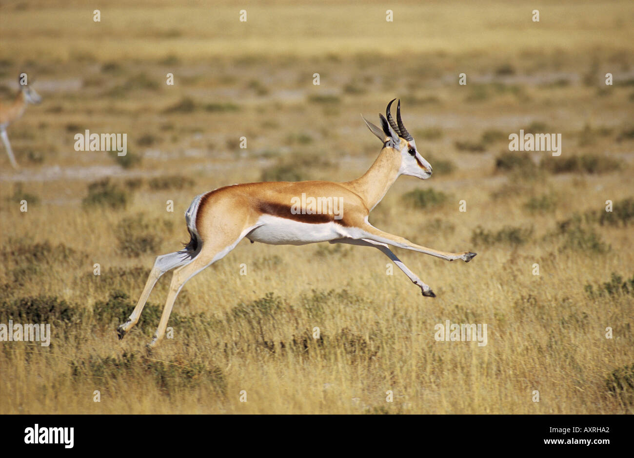 Springboks running hi-res stock photography and images - Alamy