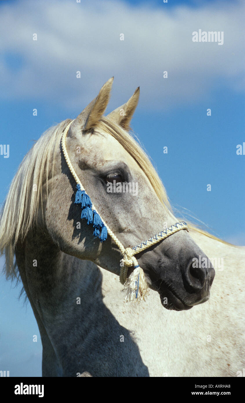 purebred Arabian horse - portrait Stock Photo - Alamy