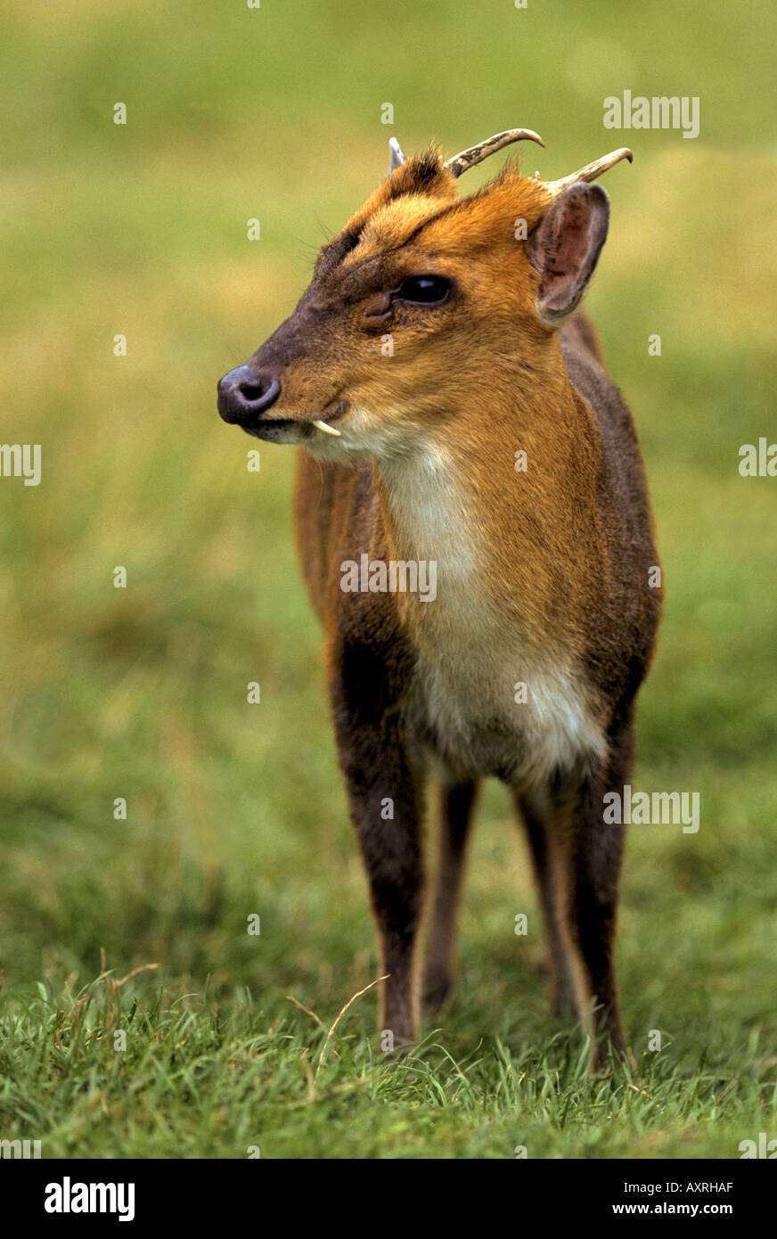 muntjac on meadow / Muntiacus spezies Stock Photo - Alamy