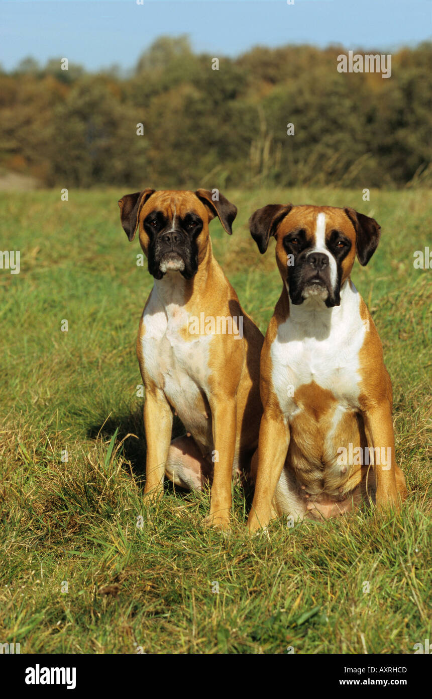 Boxer dogs hi-res stock photography and images - Alamy
