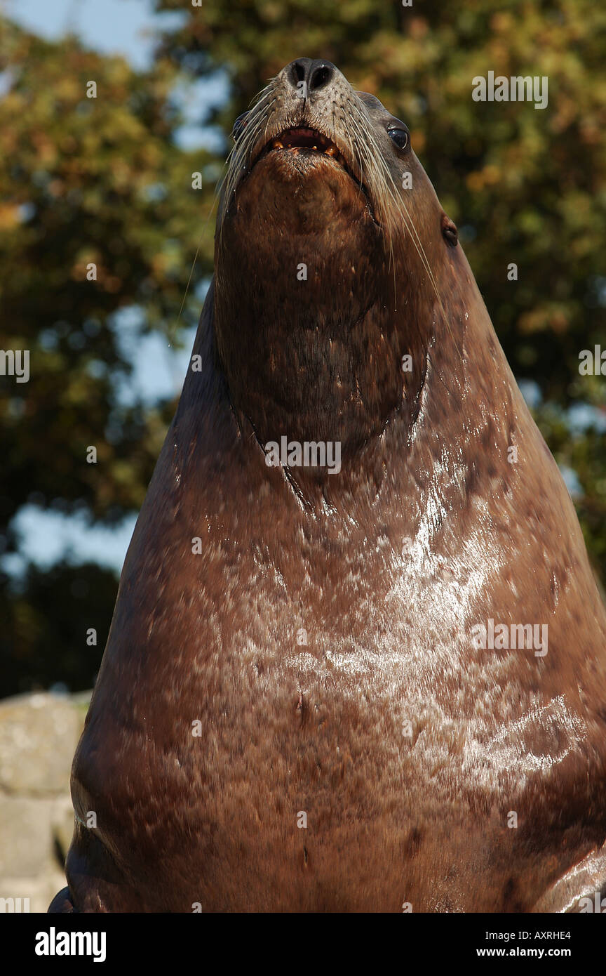 Steller sealions hi-res stock photography and images - Alamy