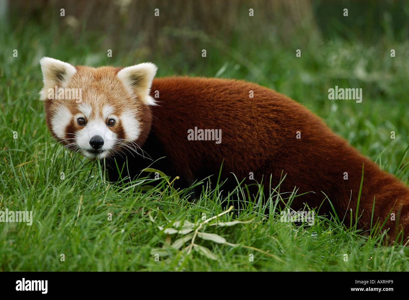 Lesser panda stand hi-res stock photography and images - Alamy