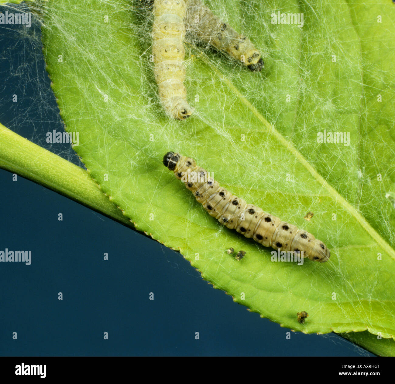 Small ermine moth Yponomeuta padella caterpillars on a spindle tree ...