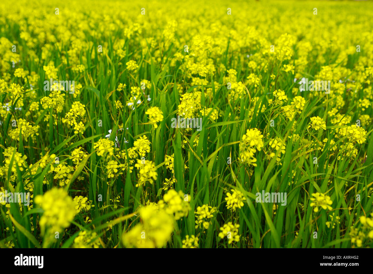 Fields of flowers in Majorca Stock Photo - Alamy