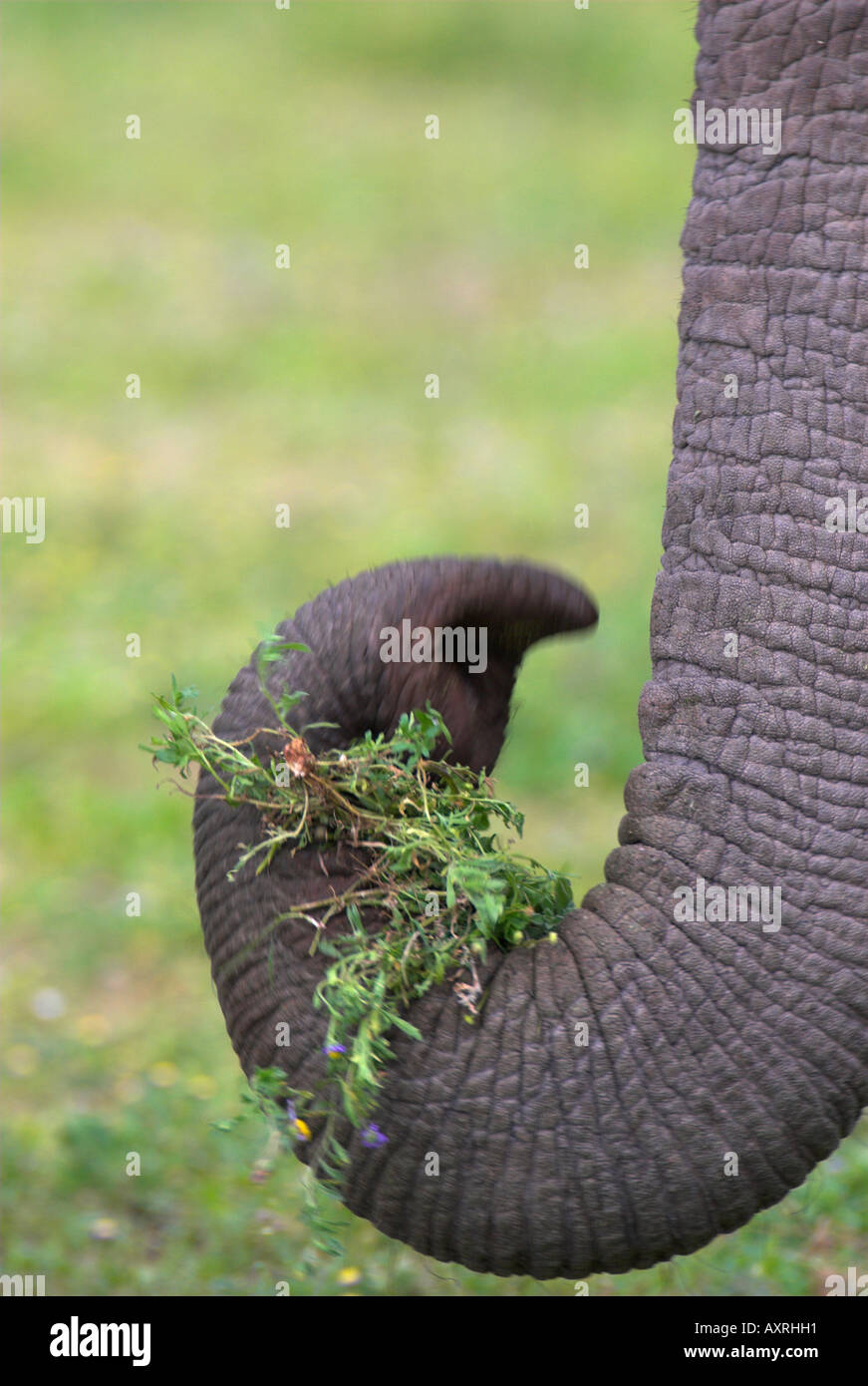 Elephant life cycle hi-res stock photography and images - Alamy