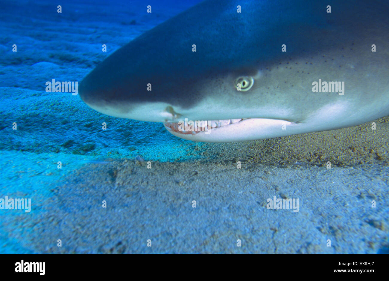 Lemon shark hi-res stock photography and images - Alamy