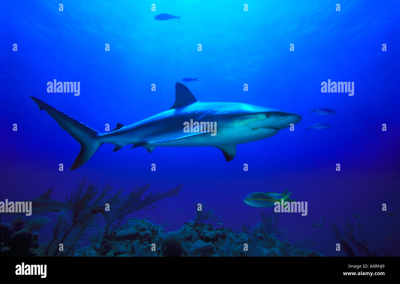 Caribbean reef shark Stock Photo - Alamy