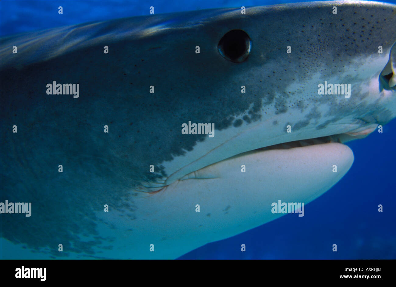 Tiger sharks hunting hi-res stock photography and images - Alamy