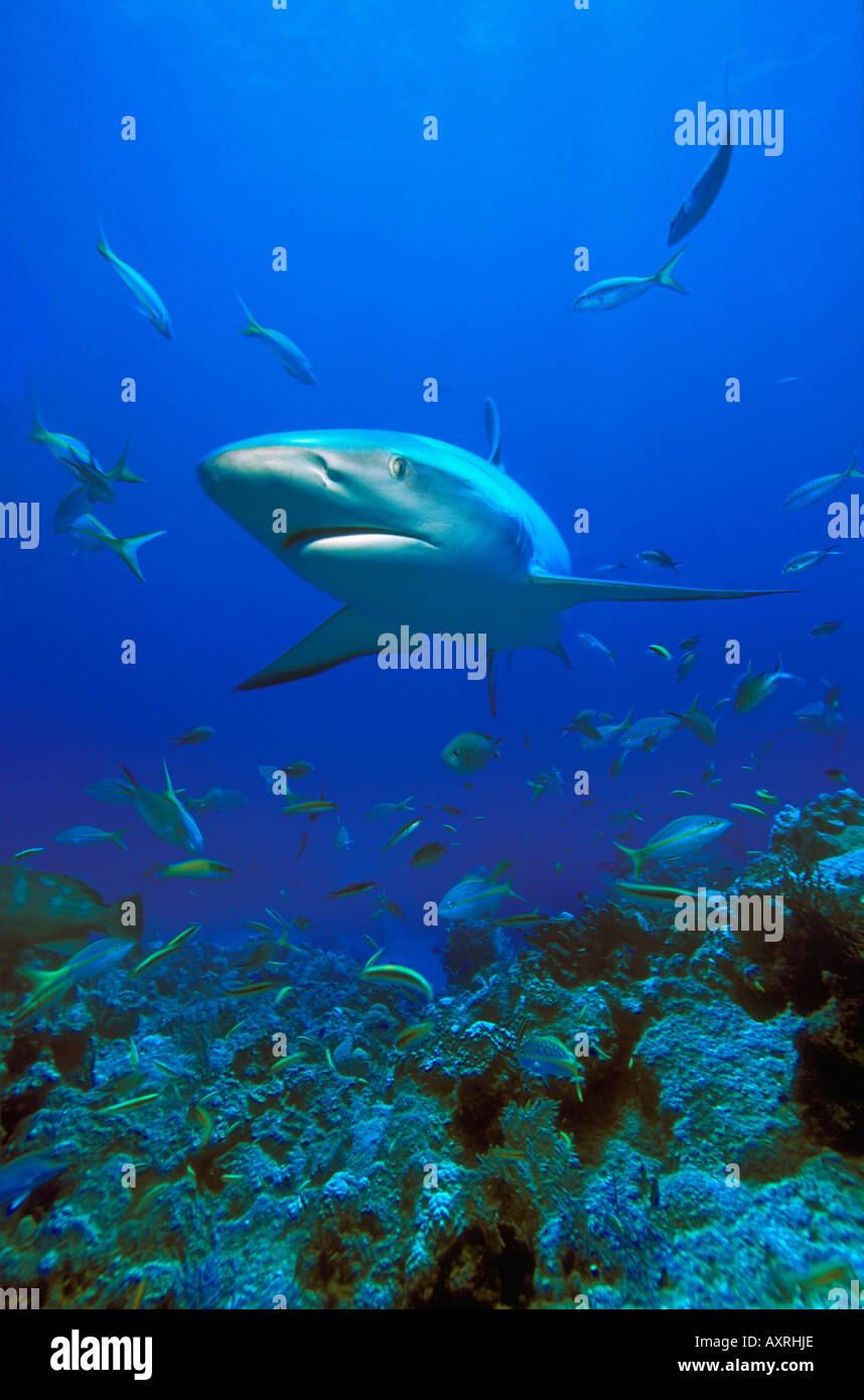 Caribbean reef shark Stock Photo - Alamy