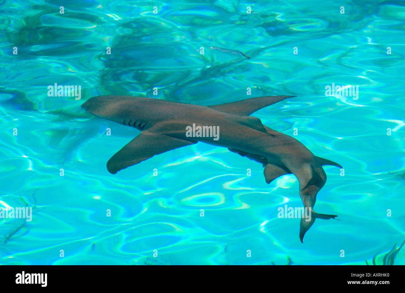Lemon shark hi-res stock photography and images - Alamy