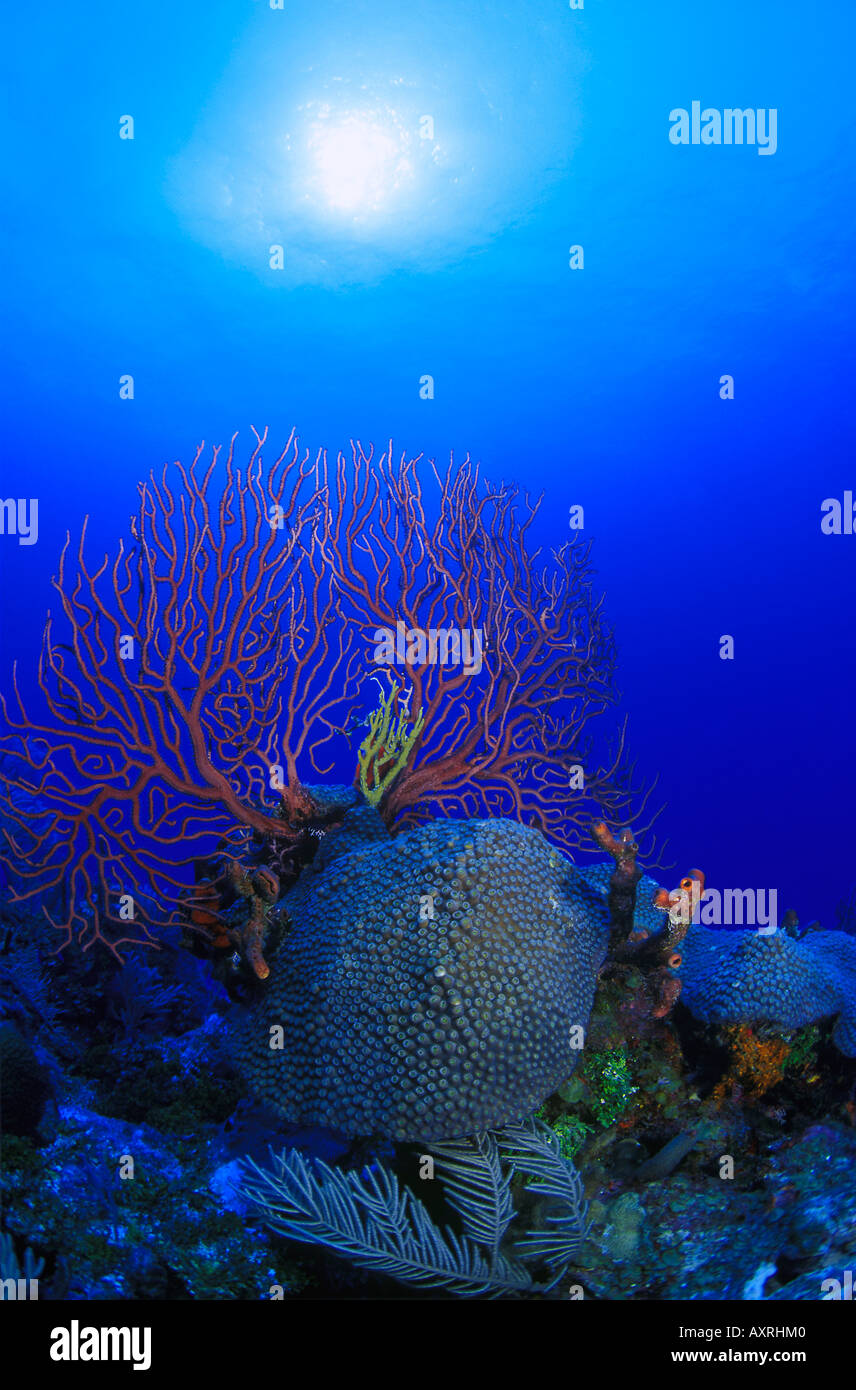 Deep oceans hi-res stock photography and images - Alamy