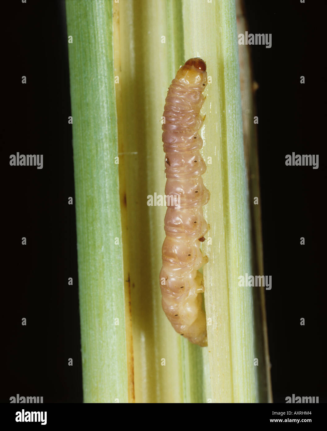 Sugarcane borer hi-res stock photography and images - Alamy