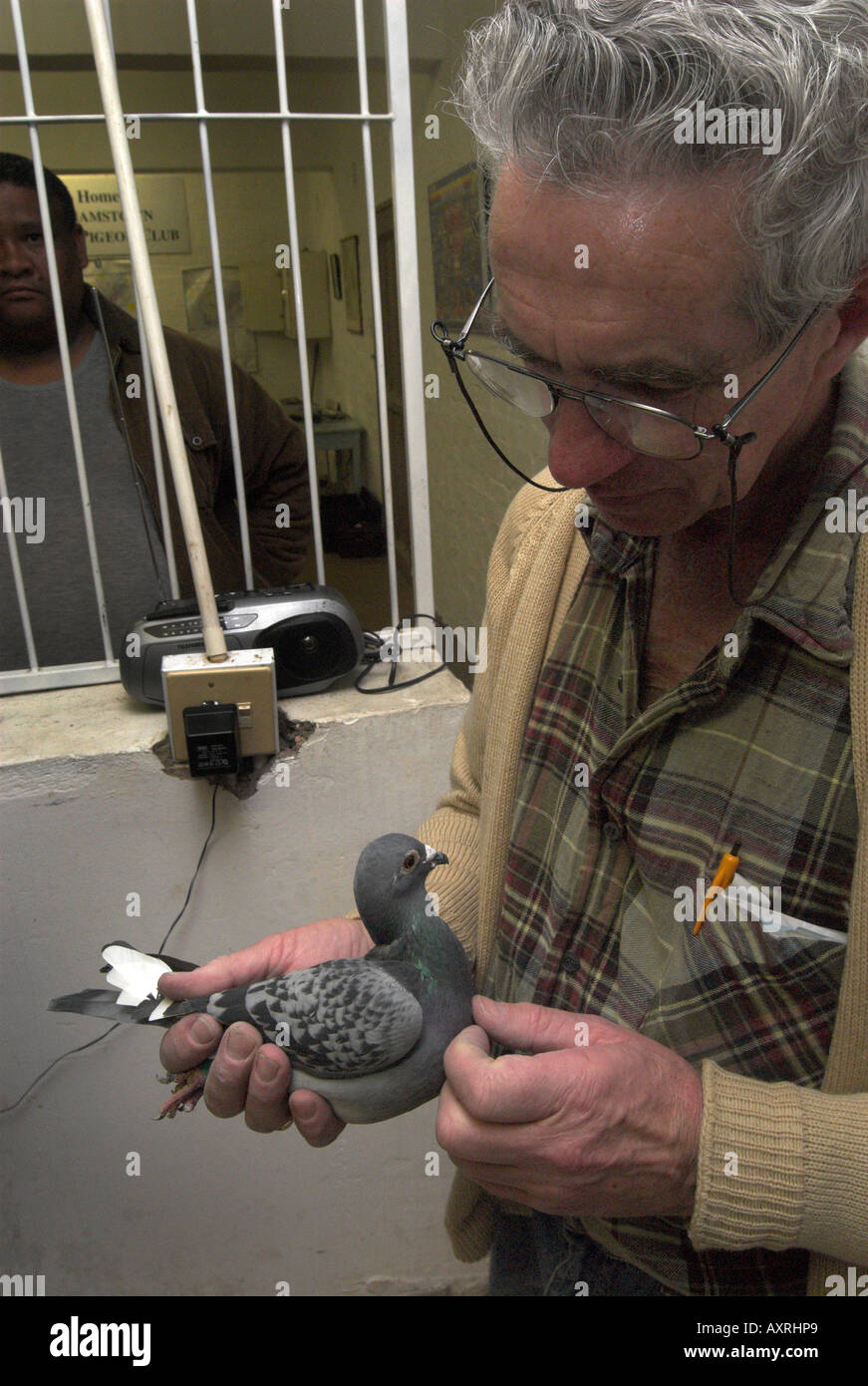 Training racing pigeons hi-res stock photography and images - Alamy