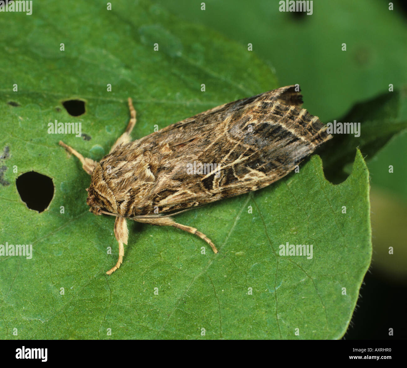 Cotton leafworm Spodoptera littoralis moth on a cotton leaf Stock Photo ...