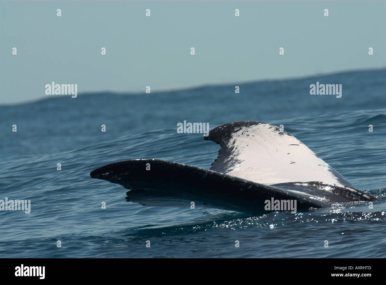 Humpbacked hi-res stock photography and images - Alamy