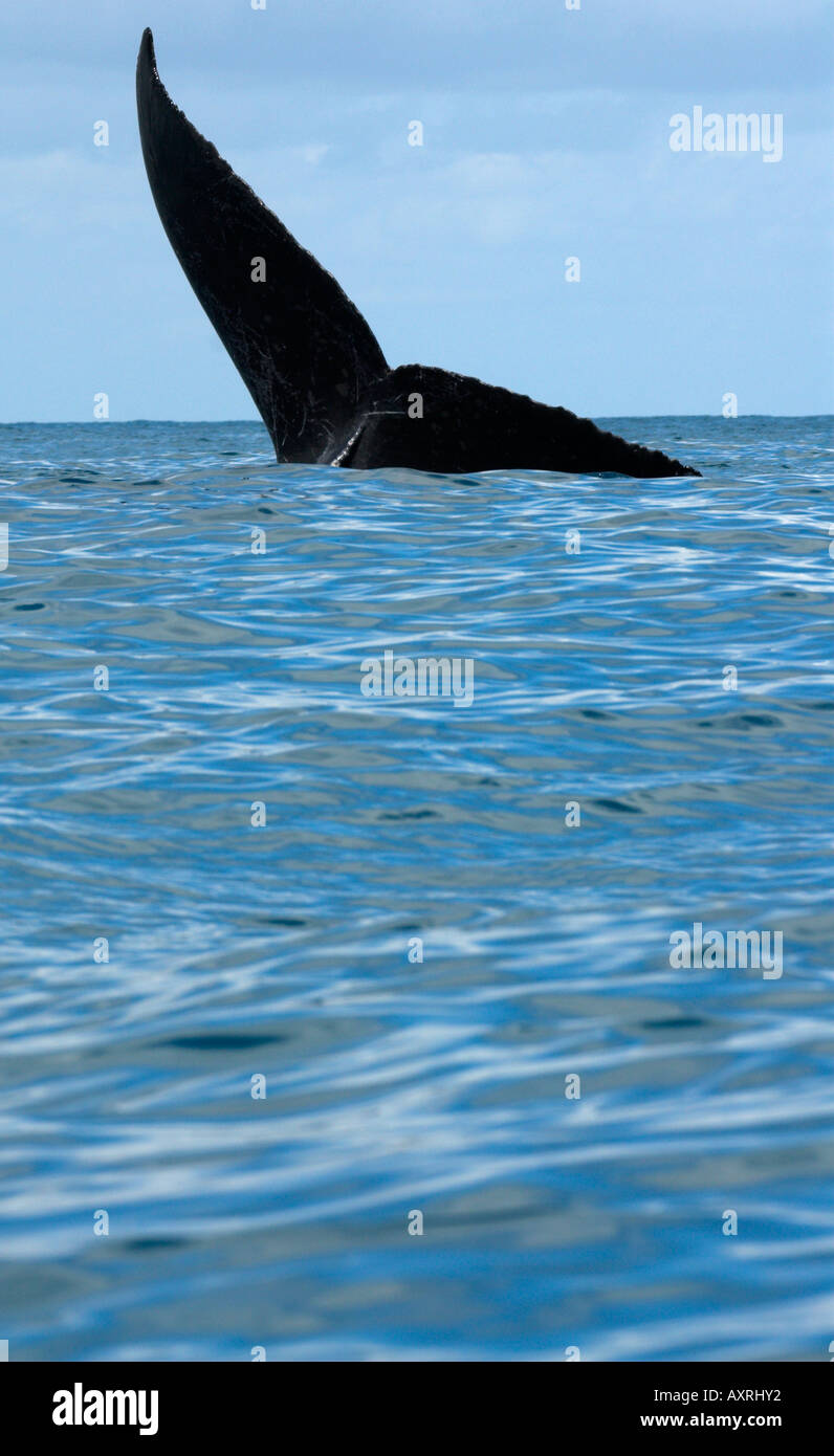 Humpbacked hi-res stock photography and images - Alamy