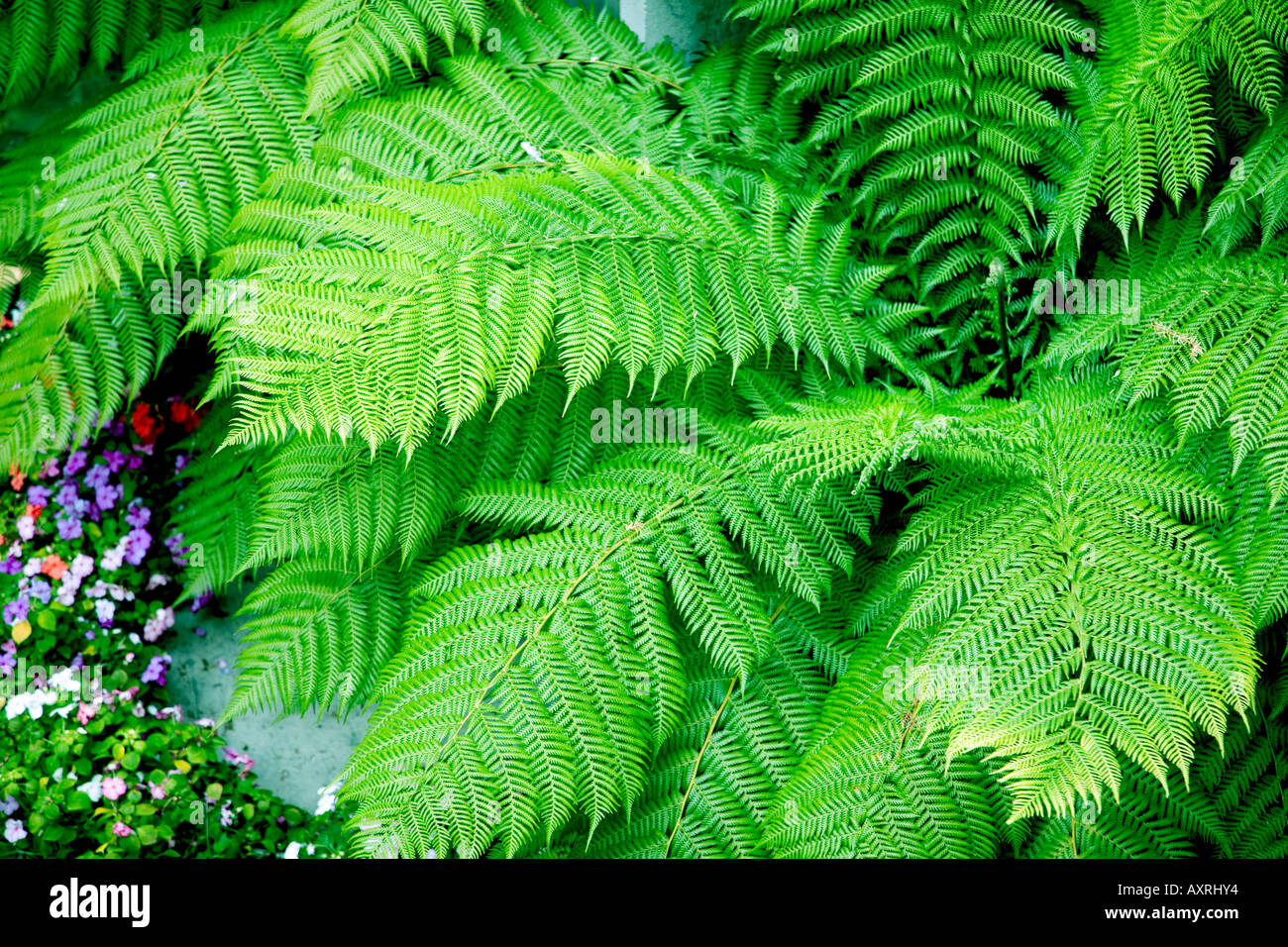 Fern blooms hi-res stock photography and images - Alamy