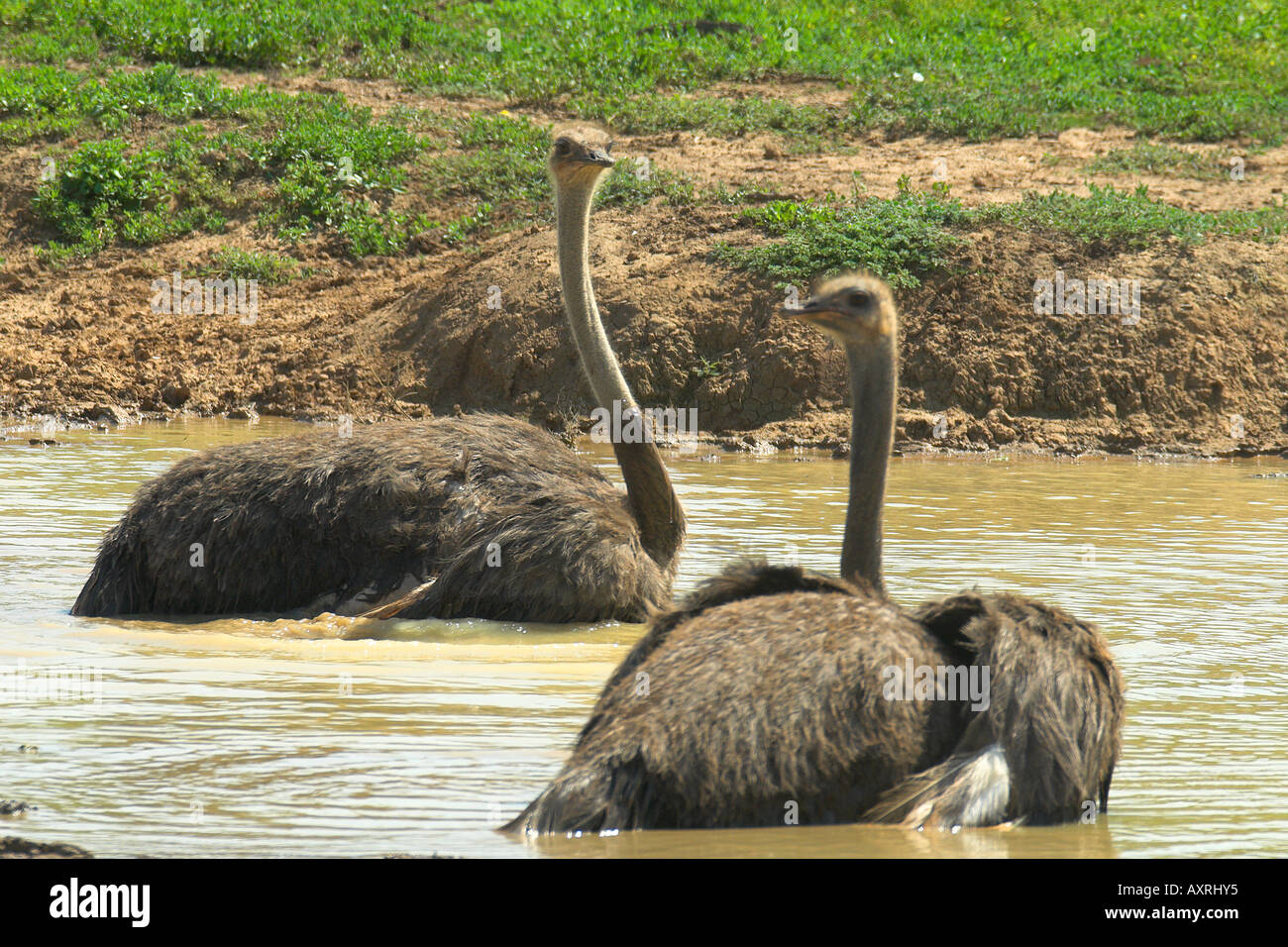 Struthio camelus common ostrich Stock Photo - Alamy
