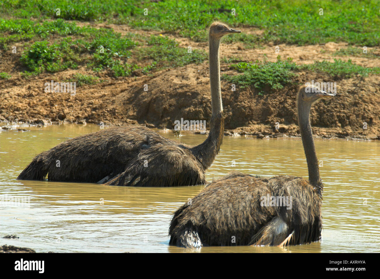 Struthio camelus common ostrich Stock Photo - Alamy