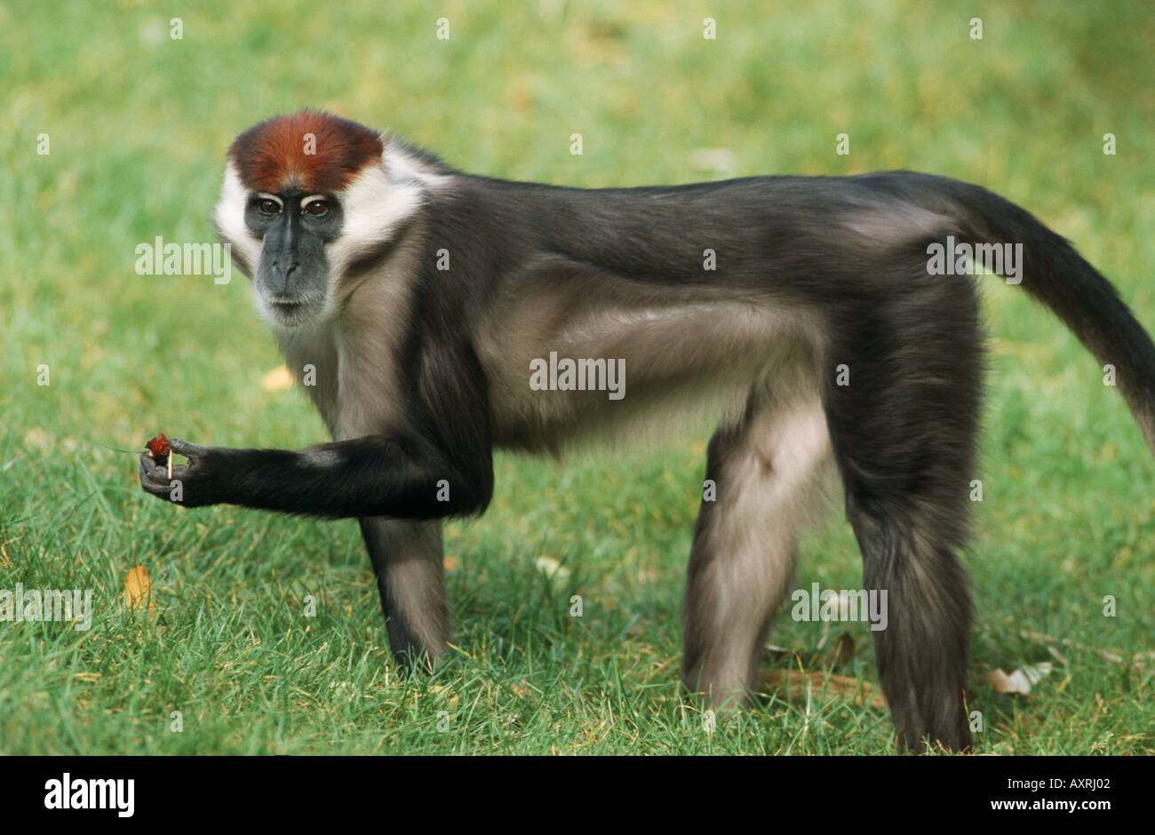 Collared Mangabey - male / cercocebus torquatus torquatus Stock Photo ...