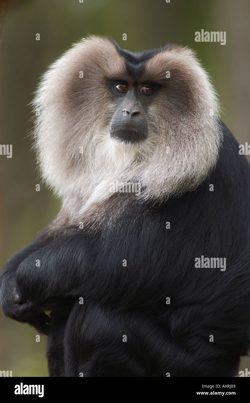 lion-tailed macaque / Macaca silenus Stock Photo - Alamy