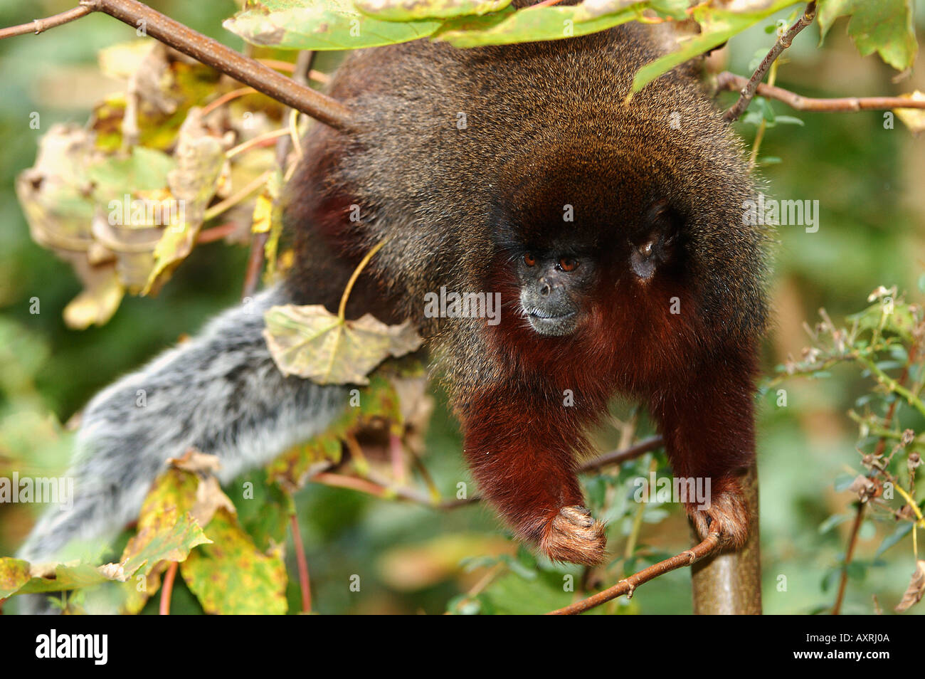 Coppery Titi (Plecturocebus cupreus, Callicebus cupreus). Adult in a ...