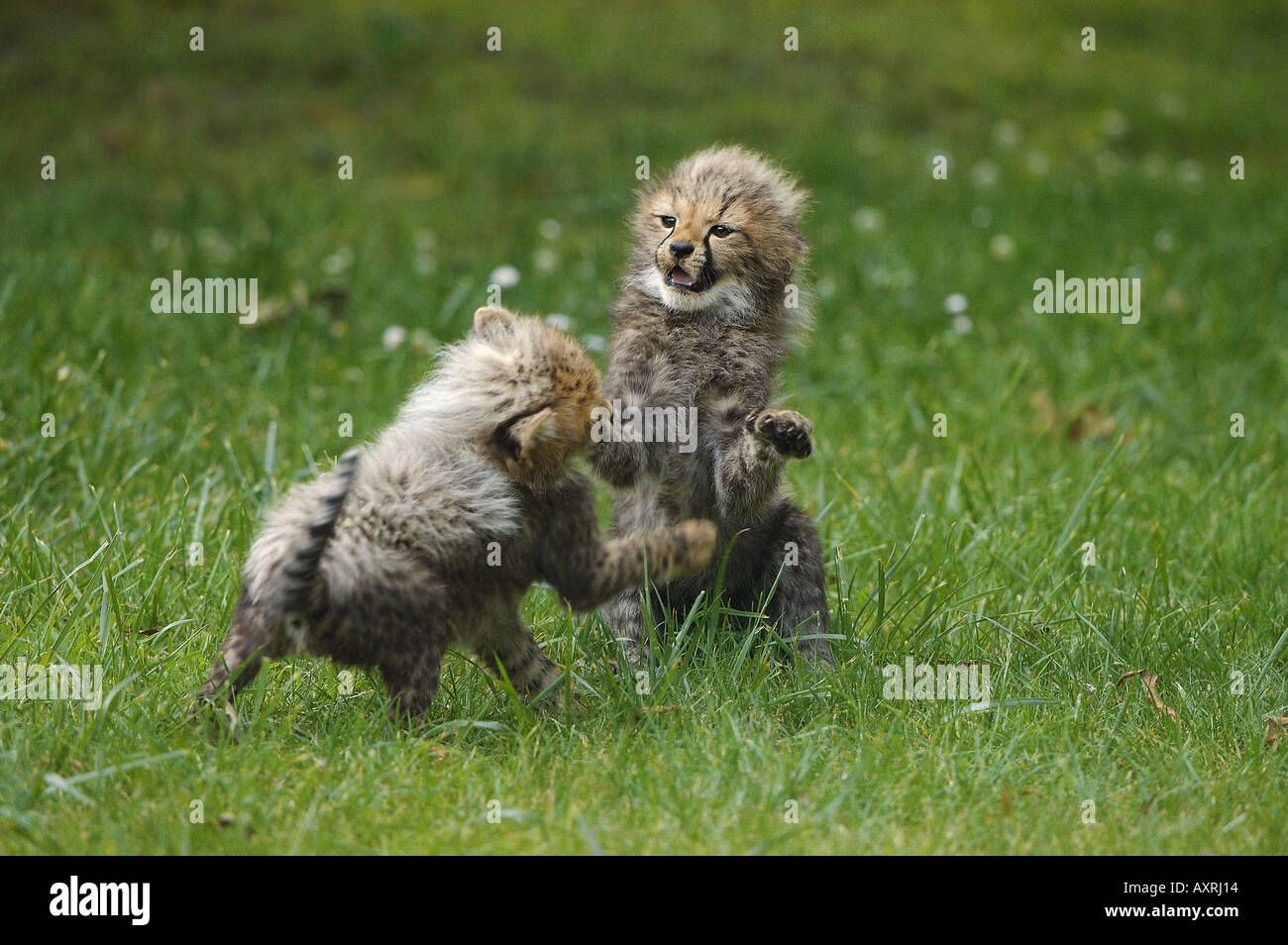 two young cheetahs playing on meadow Acinonyx jubatus Stock Photo - Alamy