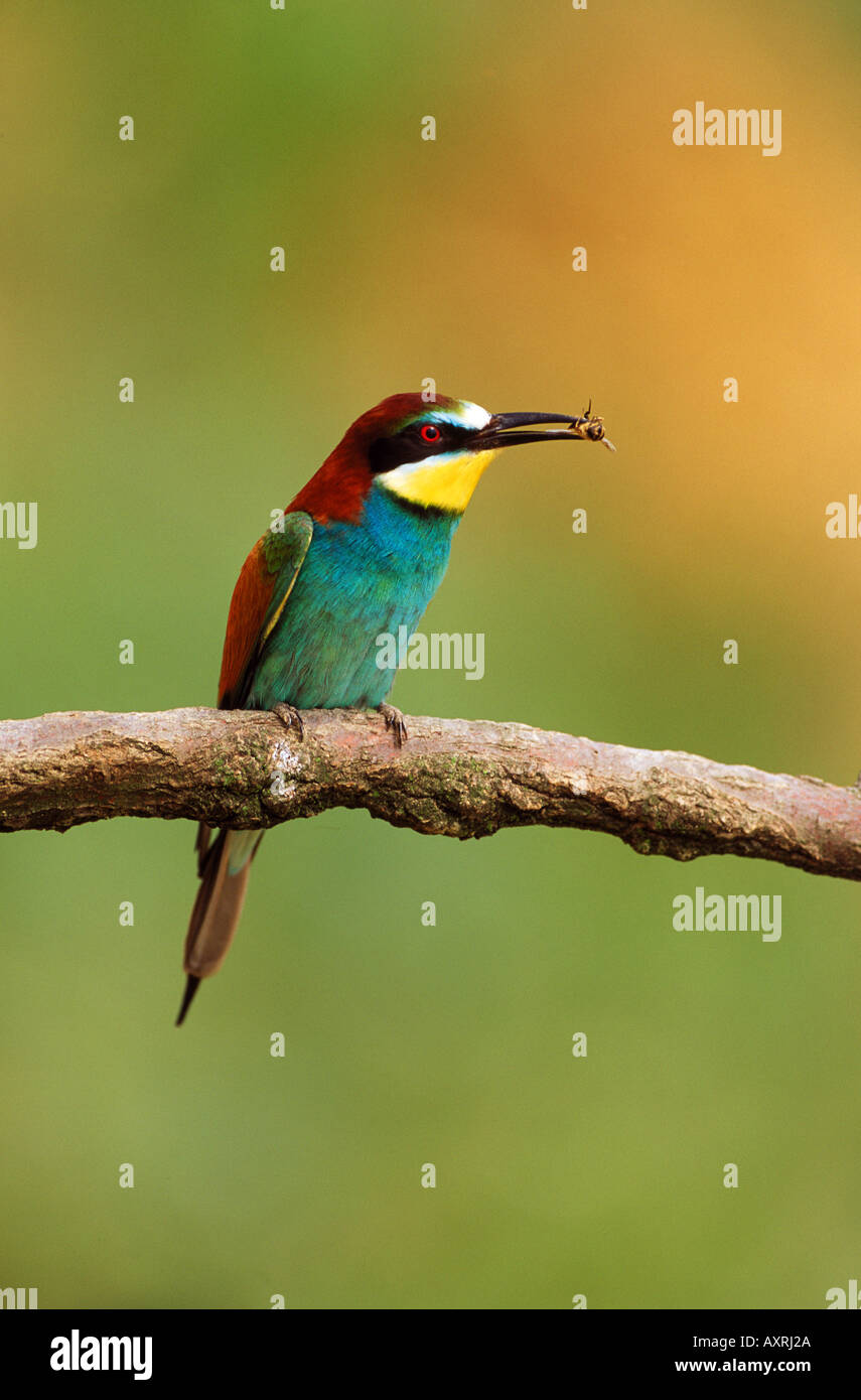Animal nature insect hi-res stock photography and images - Alamy