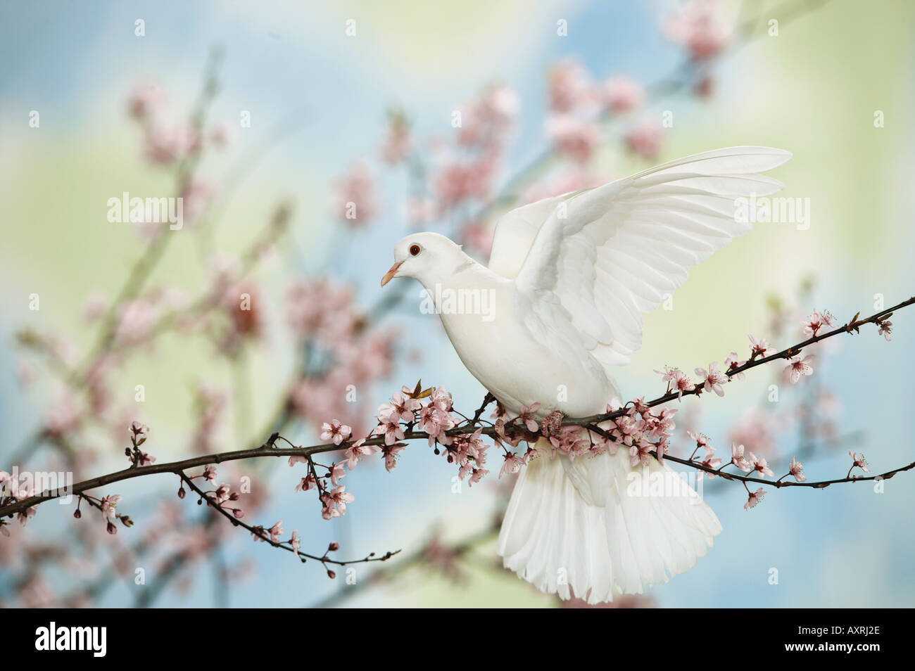 White dove and flower hi-res stock photography and images - Alamy