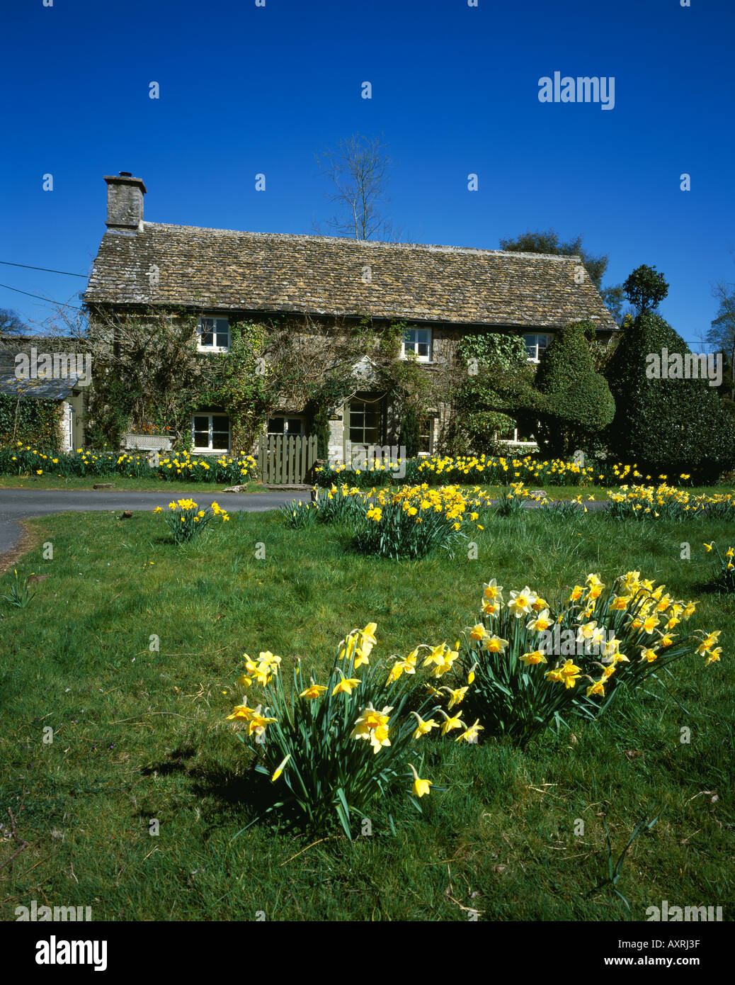 Spring day in the cotswold village with a stunning displays daffodils ...