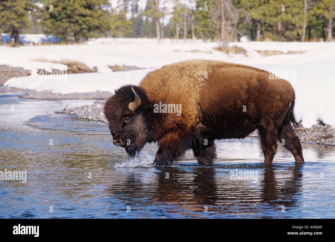 Bison in water hi-res stock photography and images - Alamy