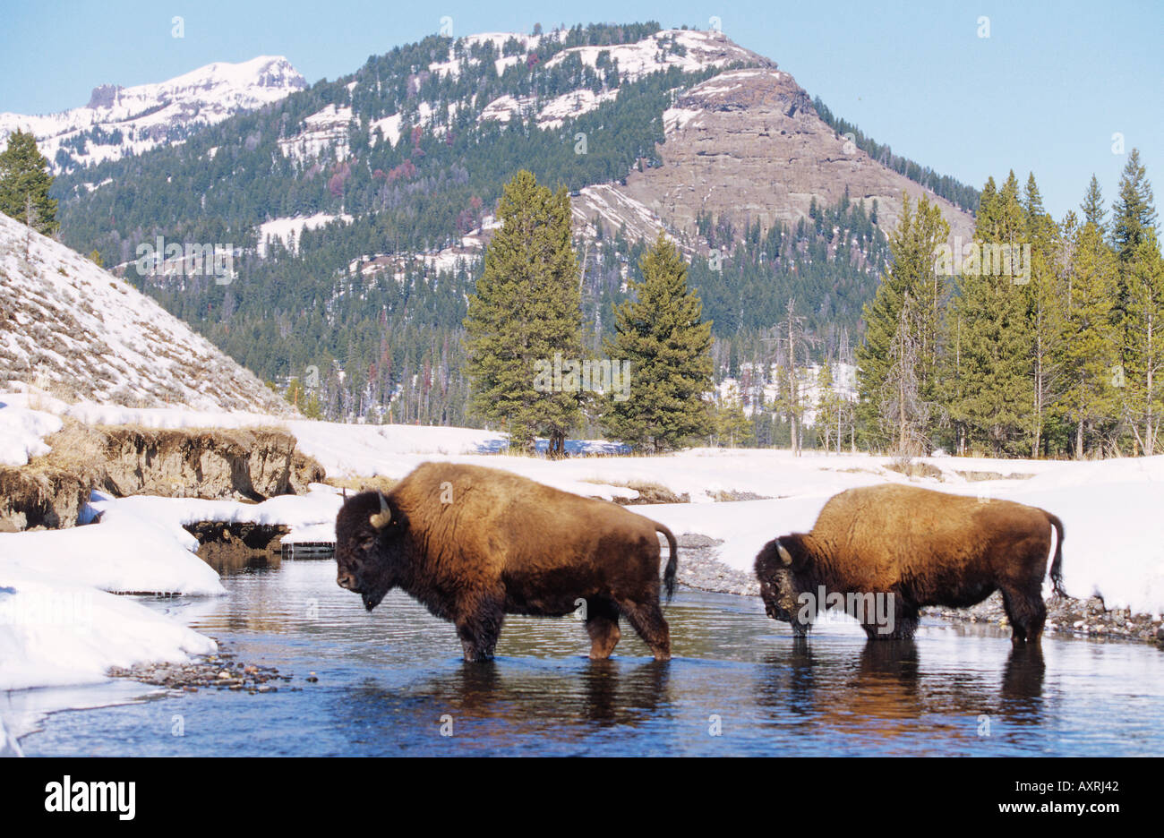 two Bisons in water / Bison bison Stock Photo - Alamy