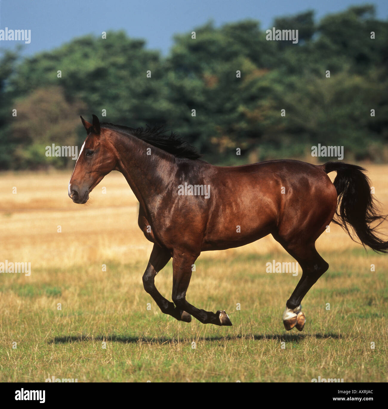 English thoroughbred galloping on meadow Stock Photo - Alamy