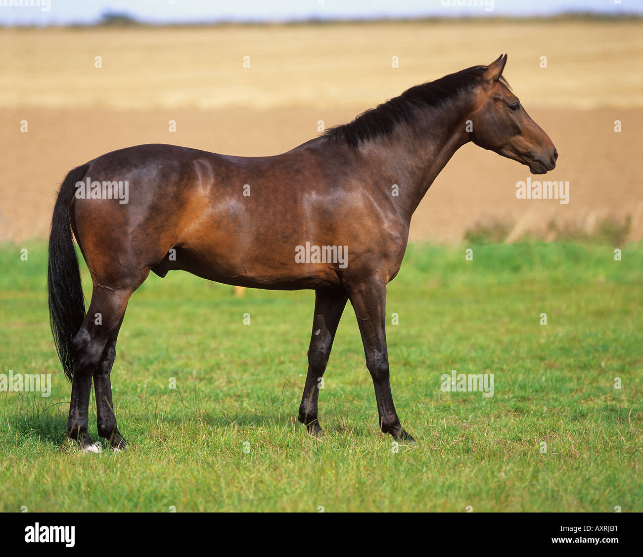 Thoroughbred bay horse hi-res stock photography and images - Alamy