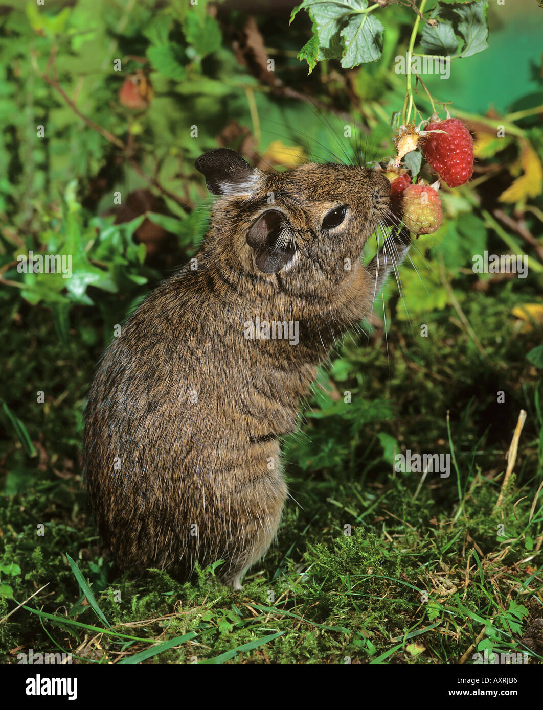 Rodent eating a berry hi-res stock photography and images - Alamy