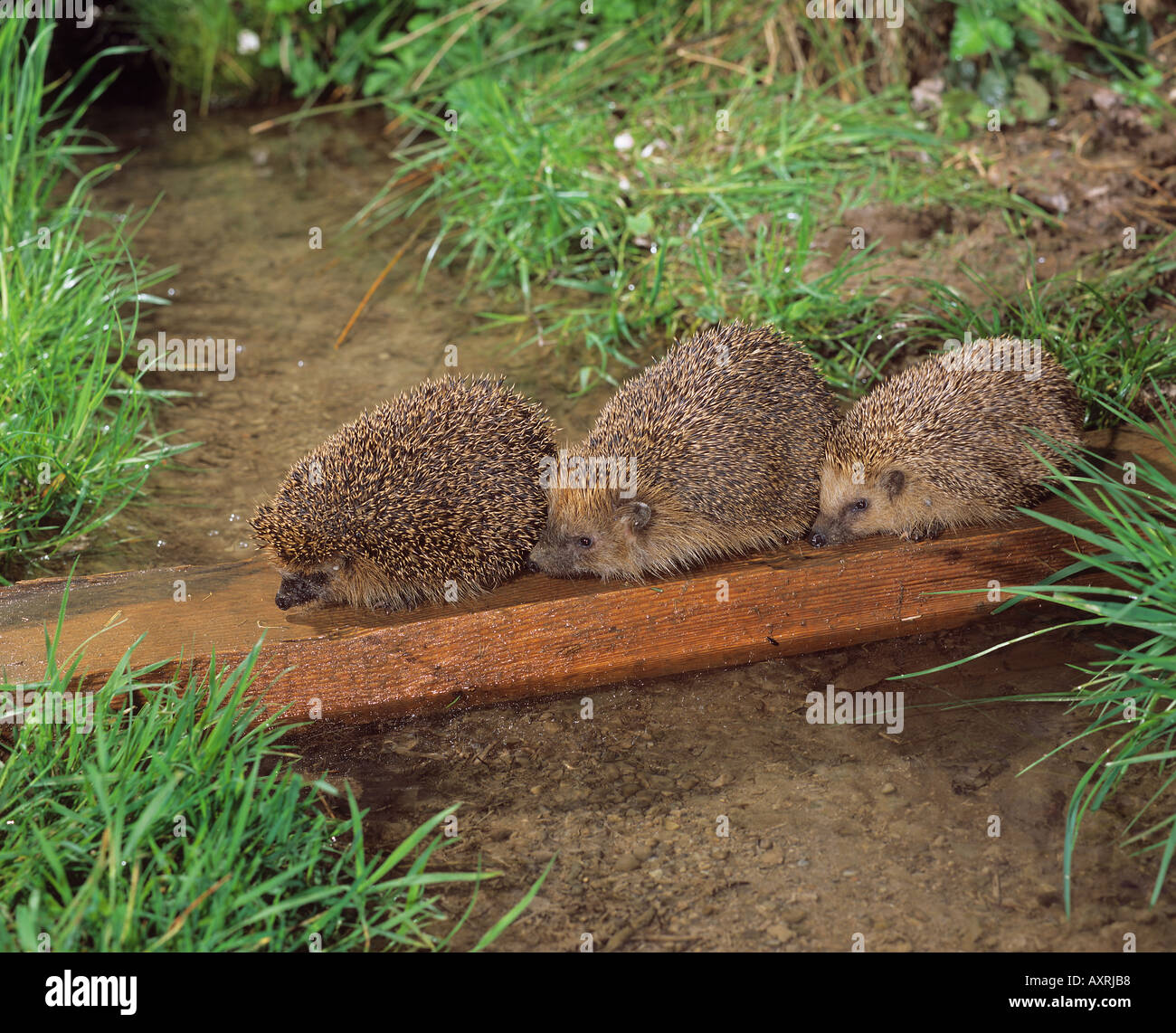 three hedgehogs on catwalk Erinaceidae Stock Photo - Alamy
