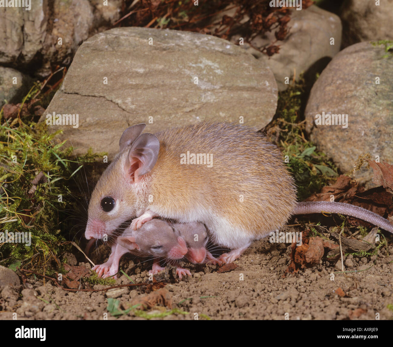 Minous High Resolution Stock Photography and Images - Alamy