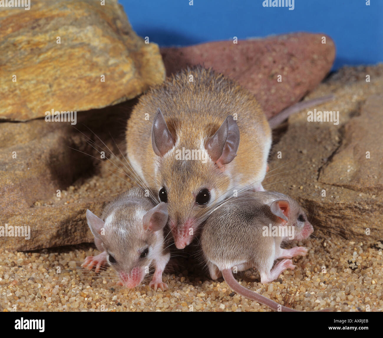 Acomys minous hi-res stock photography and images - Alamy