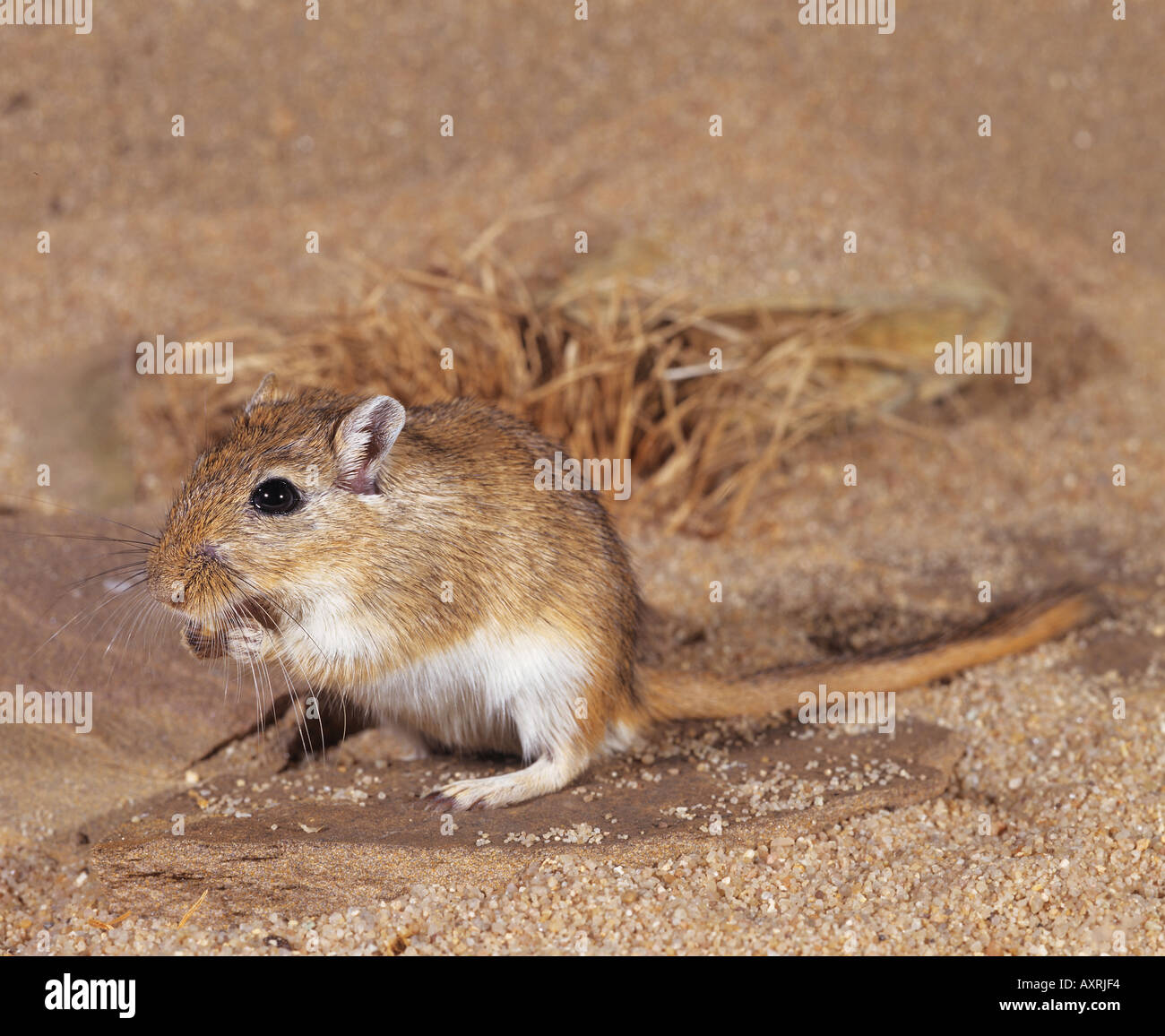 gerbil in sand Stock Photo - Alamy