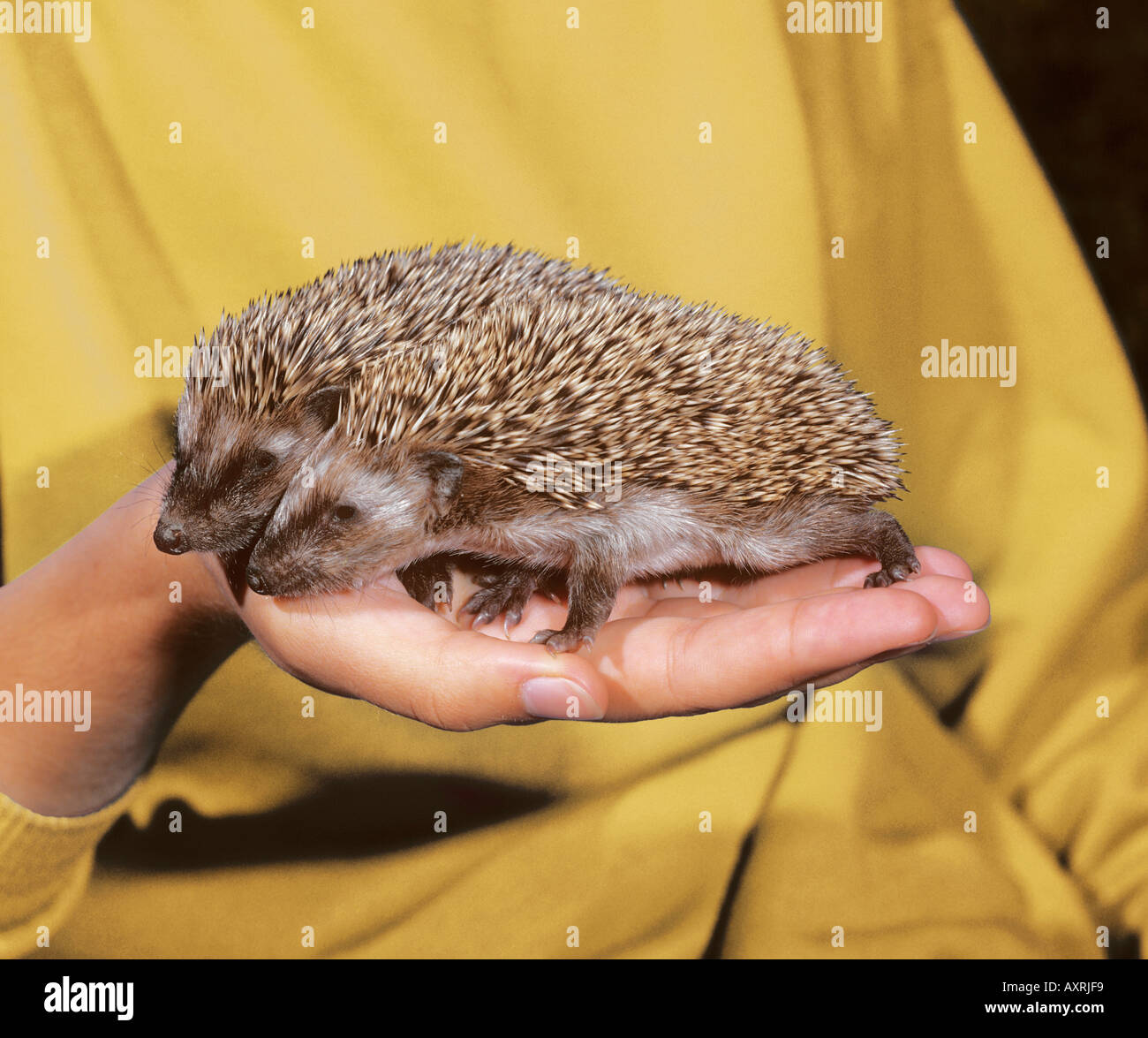 Two hedgehogs hand hi-res stock photography and images - Alamy