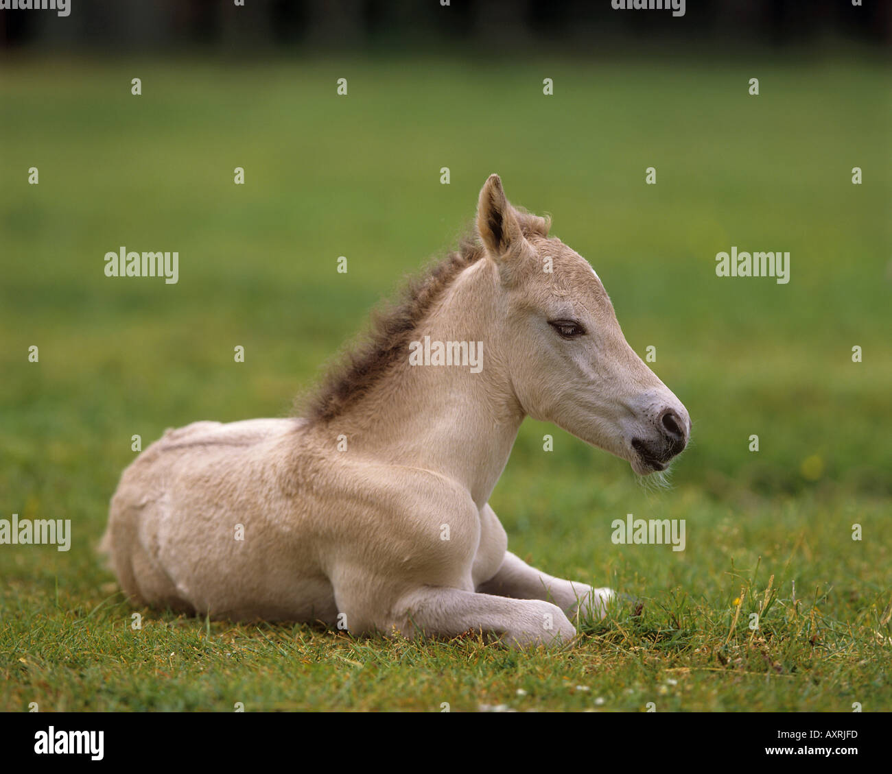 Icelandic horse foal lying on meadow Stock Photo - Alamy