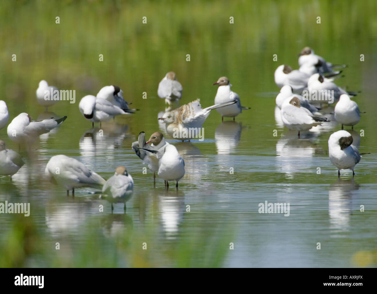 Black headed gull larus ridibun hi-res stock photography and images - Alamy